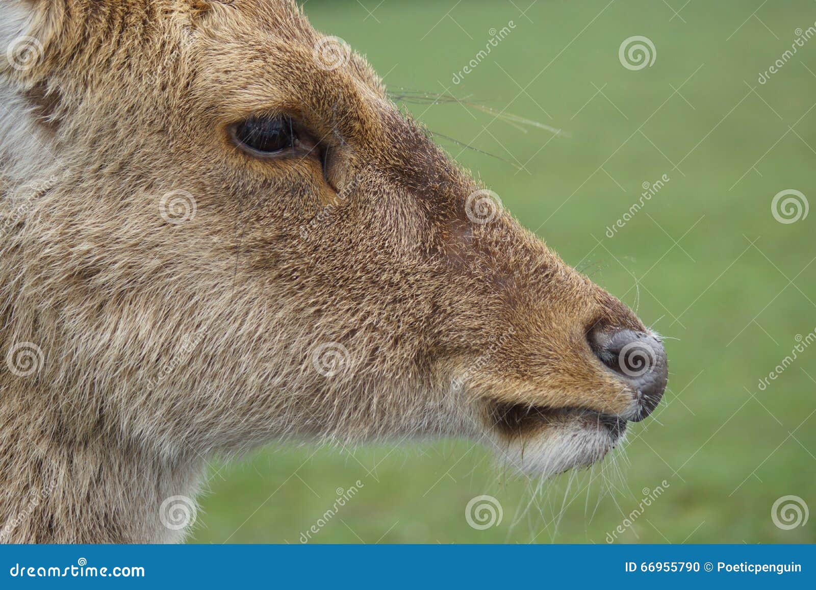 Barasingha - Rucervus Duvaucelii Stock Photo - Image of kingdom, cervid ...