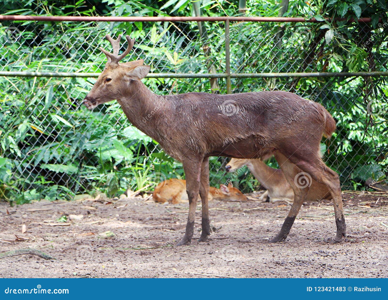 The Barasingha Also Called Swamp Deer. Stock Image - Image of male ...