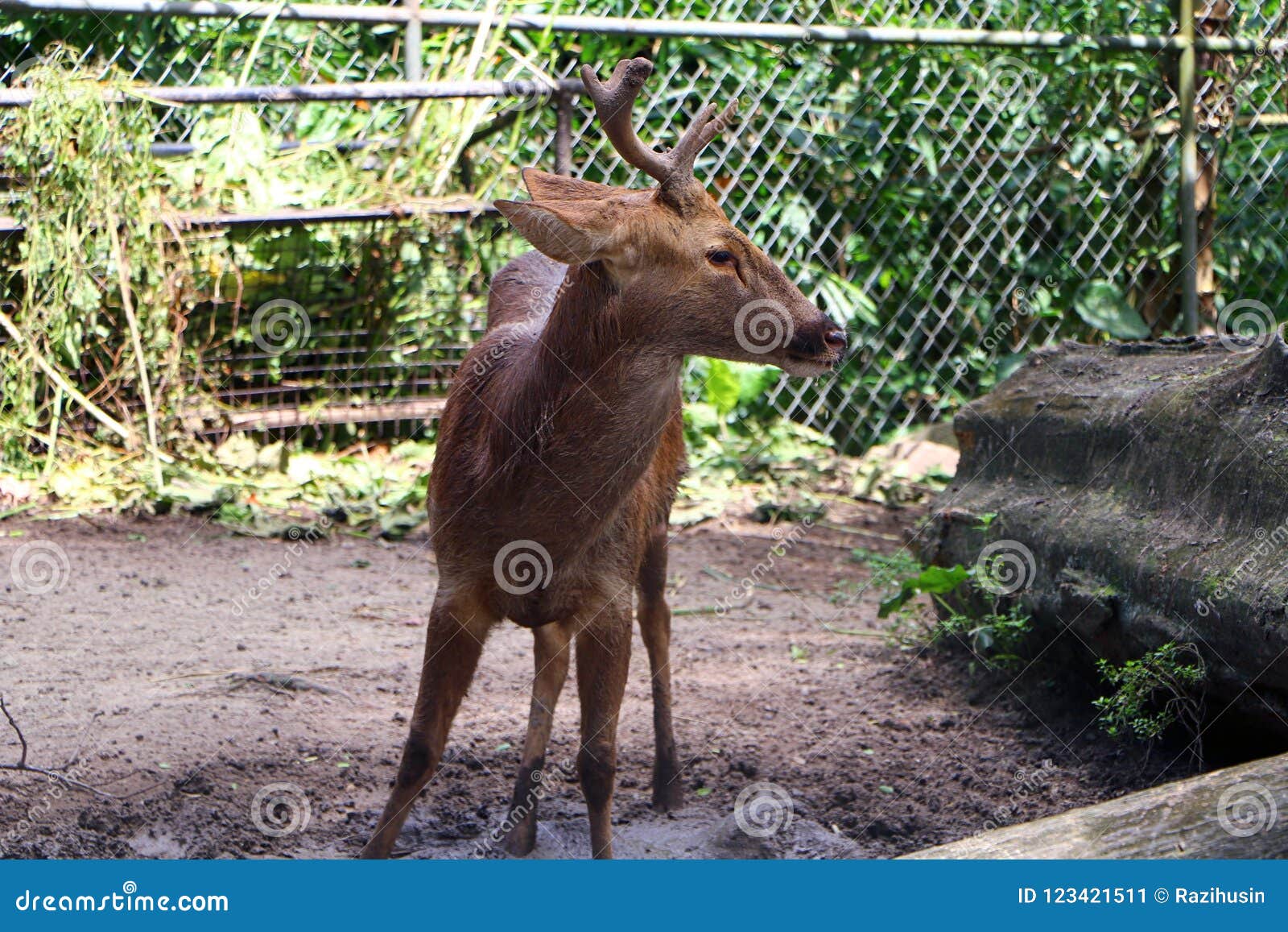 The Barasingha Also Called Swamp Deer. Stock Image - Image of nature ...