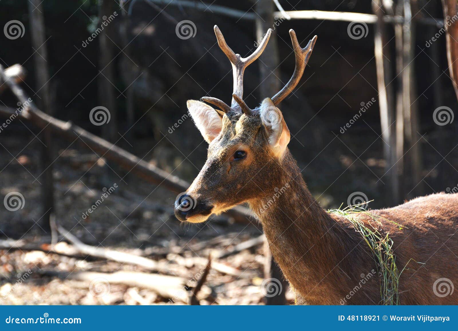 Barasingha swamp deer stock image. Image of kill, dolhorina - 48118921