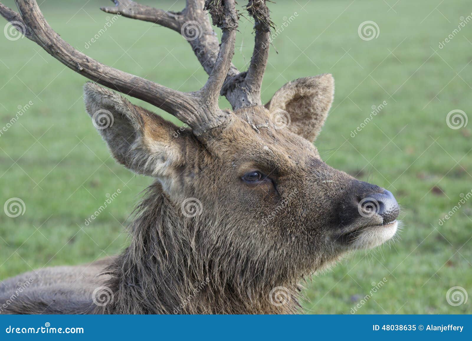 Barasingha Swamp Deer stock image. Image of animal, cervidae - 48038635