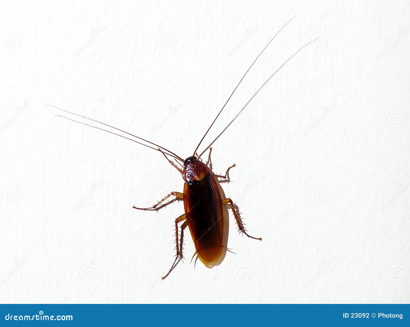Barata foto de stock. Imagem de inseto, barata, marrom, favela - 23092
