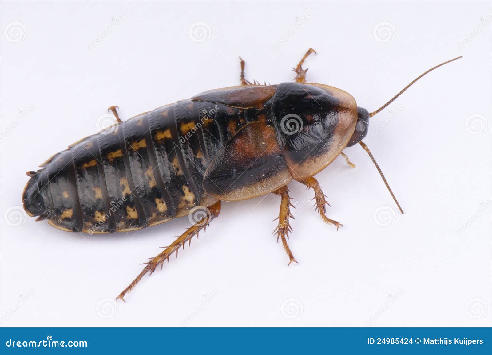 Barata foto de stock. Imagem de erro, inseto, animal - 24985424