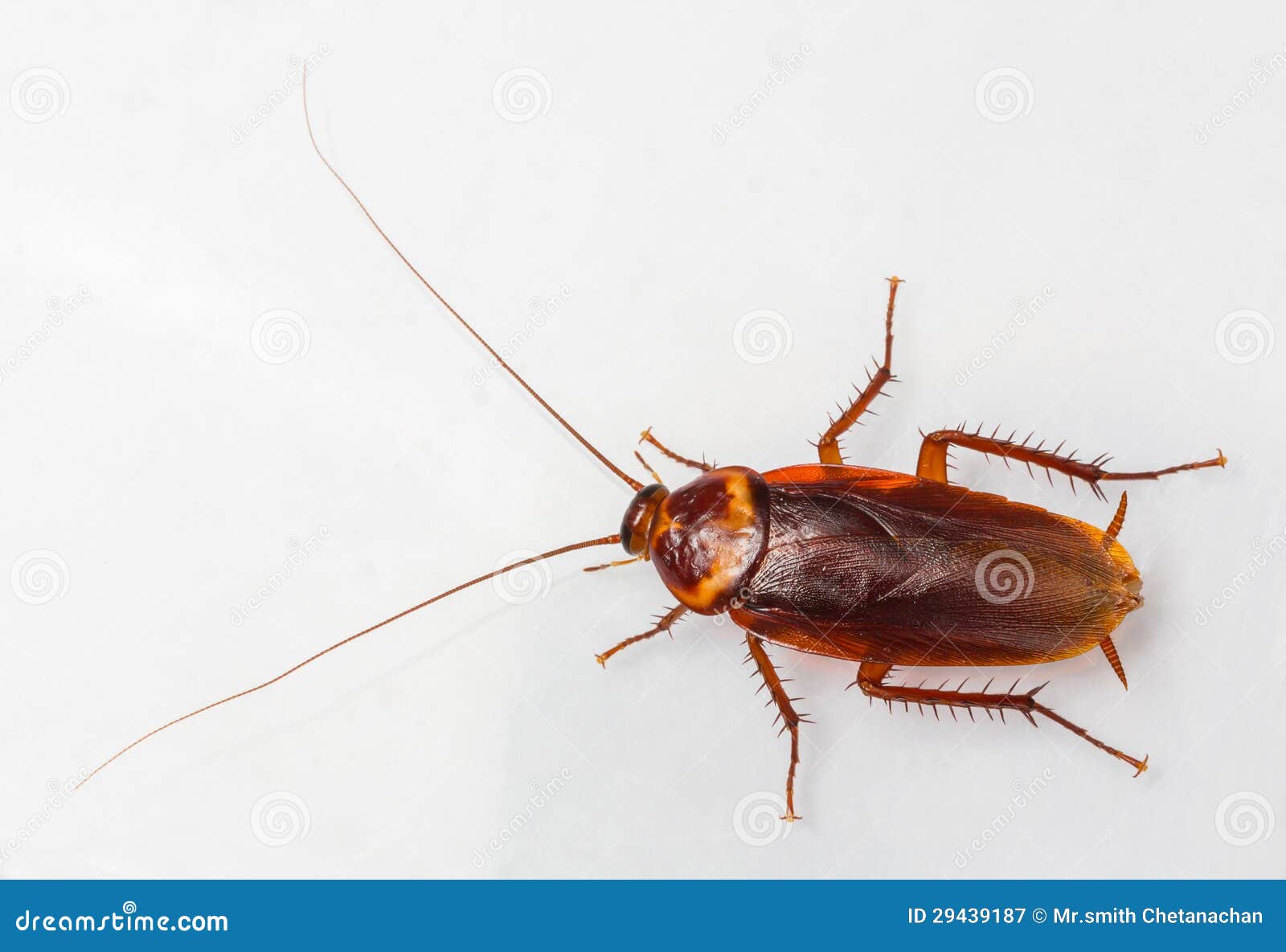 Barata americana imagem de stock. Imagem de infestation - 29439187