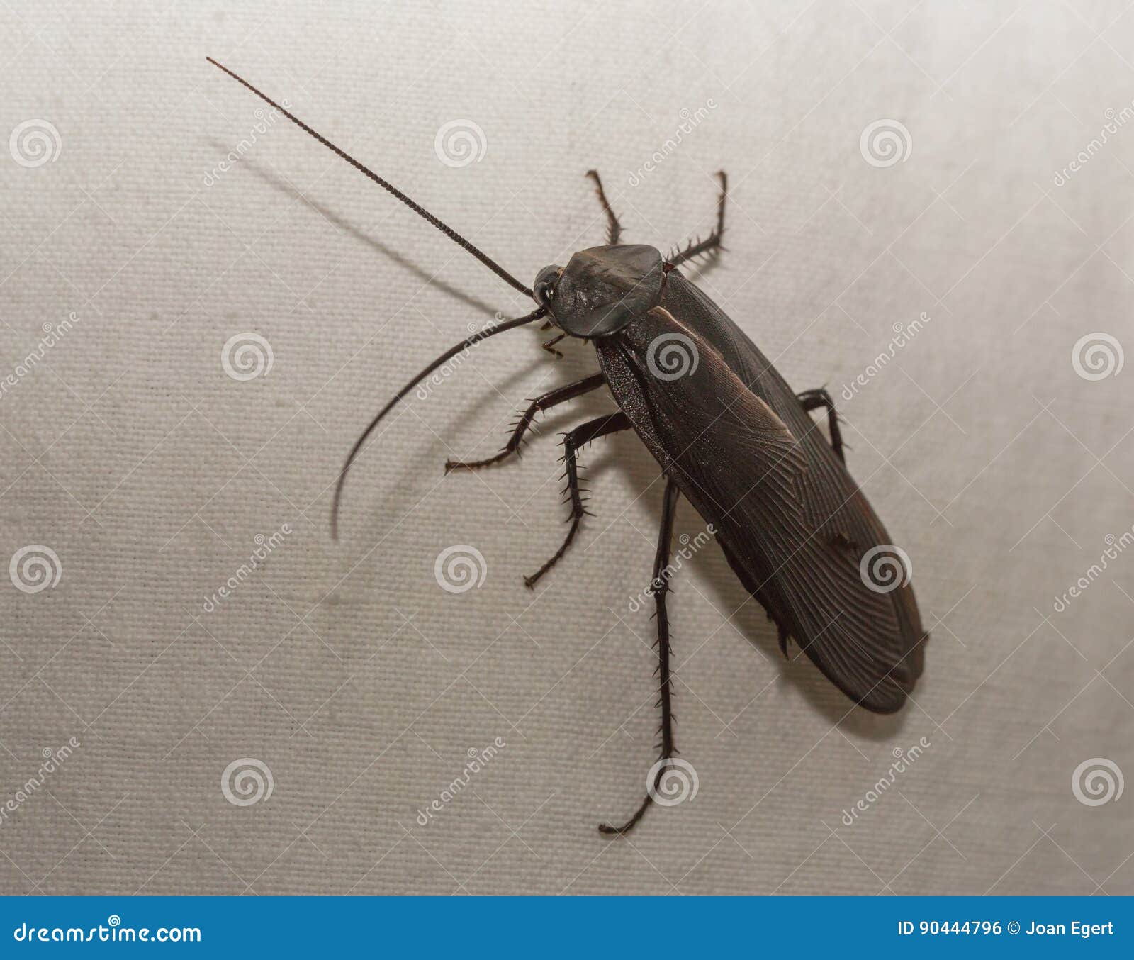 Barata americana foto de stock. Imagem de inseto, escalar - 90444796