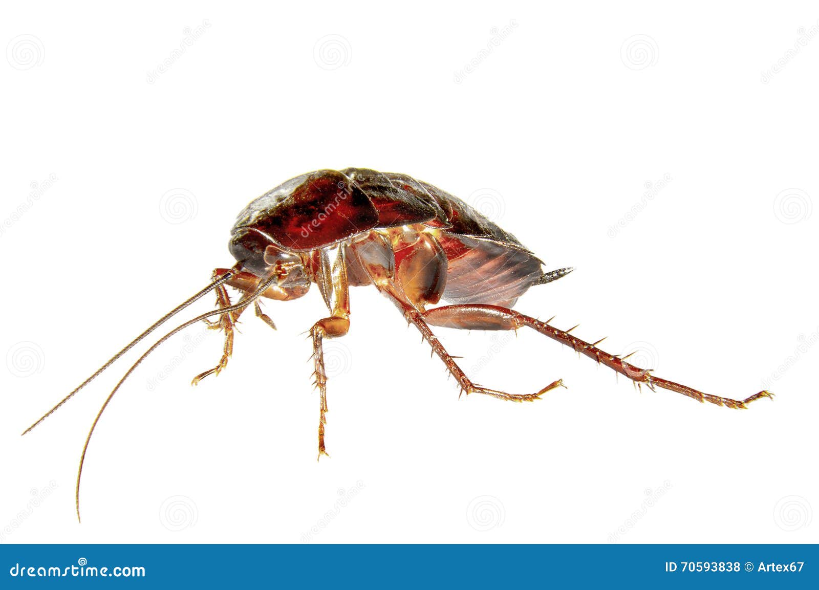 Barata Caseiro Do Inseto Do Fundo Branco Foto de Stock - Imagem de ...