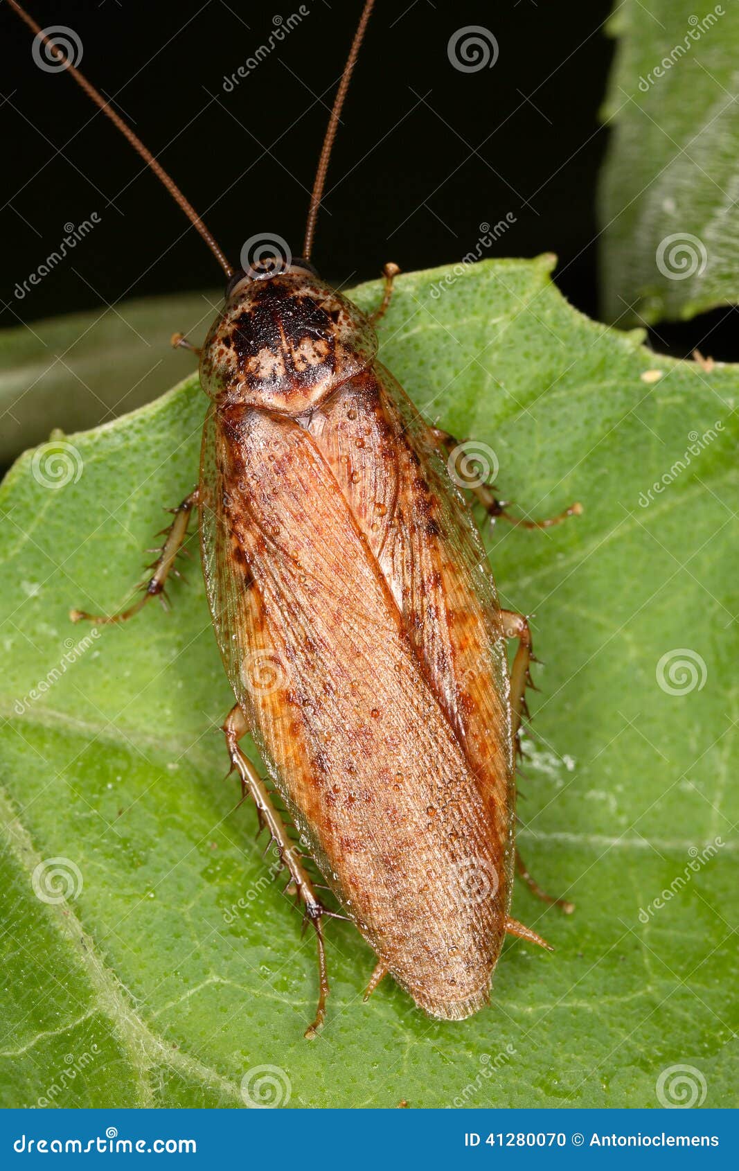 Baratas Em Toda Parte Na Selva Foto de Stock - Imagem de brilhante ...