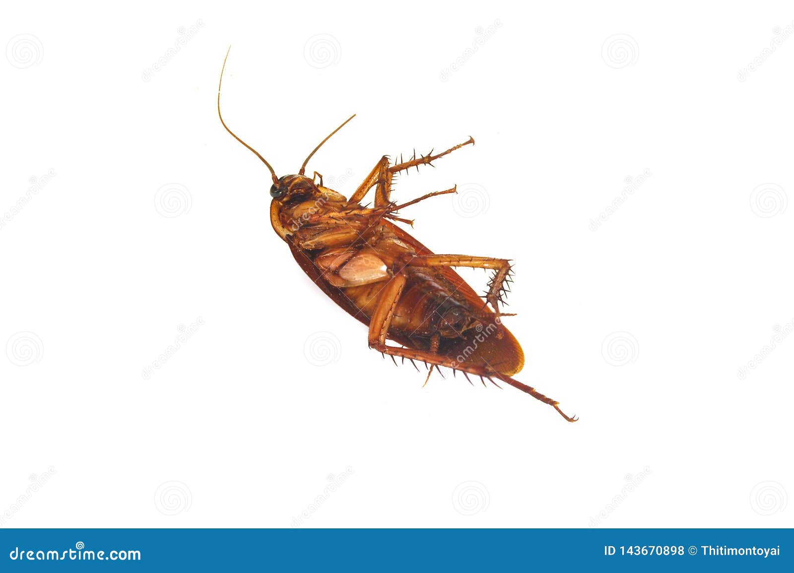 Baratas inoperantes foto de stock. Imagem de inseto - 143670898