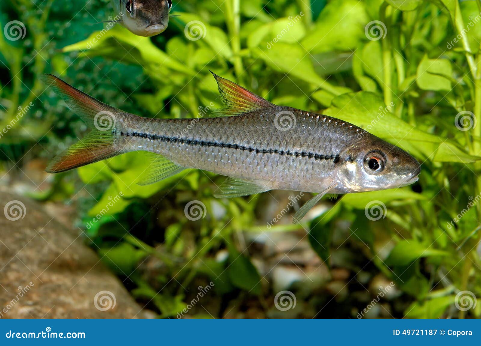 Barb in aquarium stock image. Image of tropical, underwater - 49721187