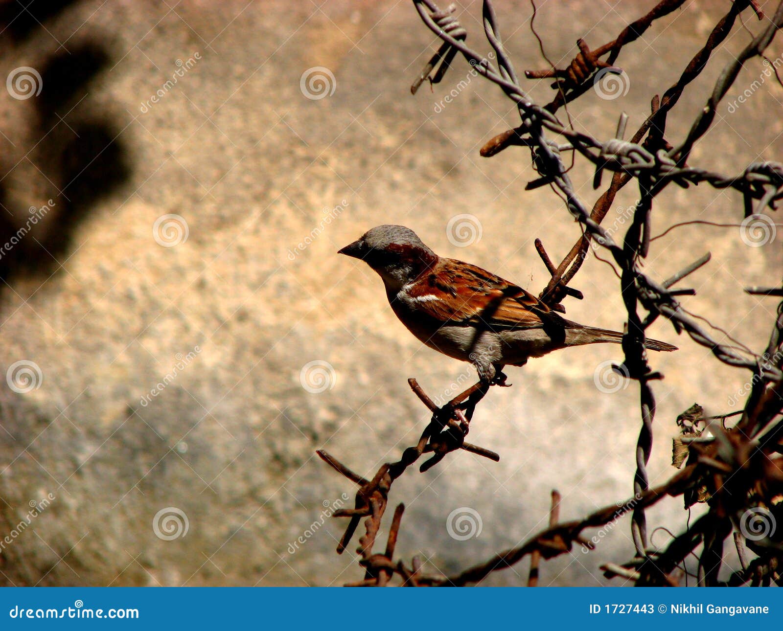 Barb Bird stock image. Image of danger, life, birds, barb - 1727443