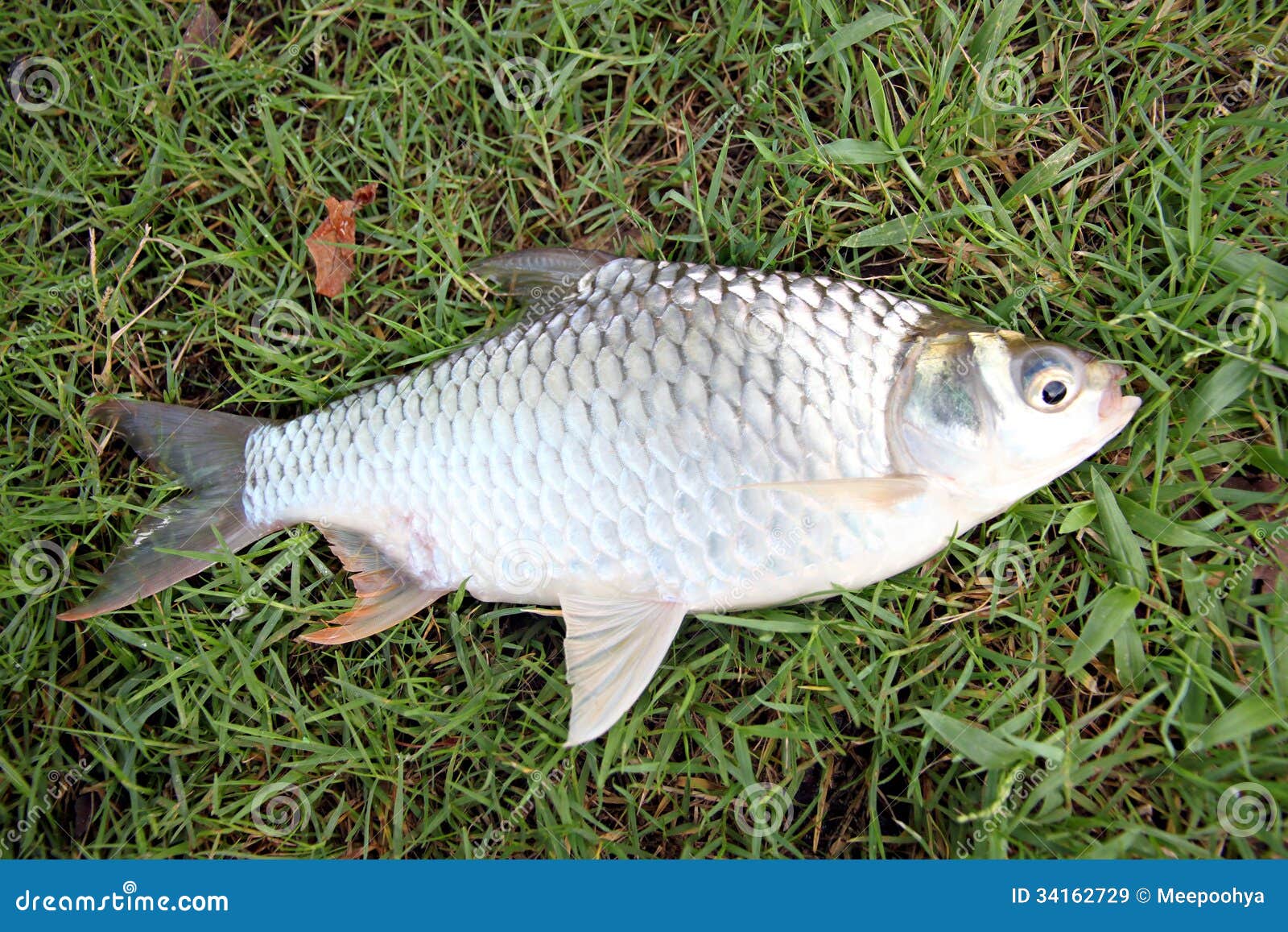 The Barb Of Cyprinidae Fish. Royalty Free Stock Images - Image: 34162729