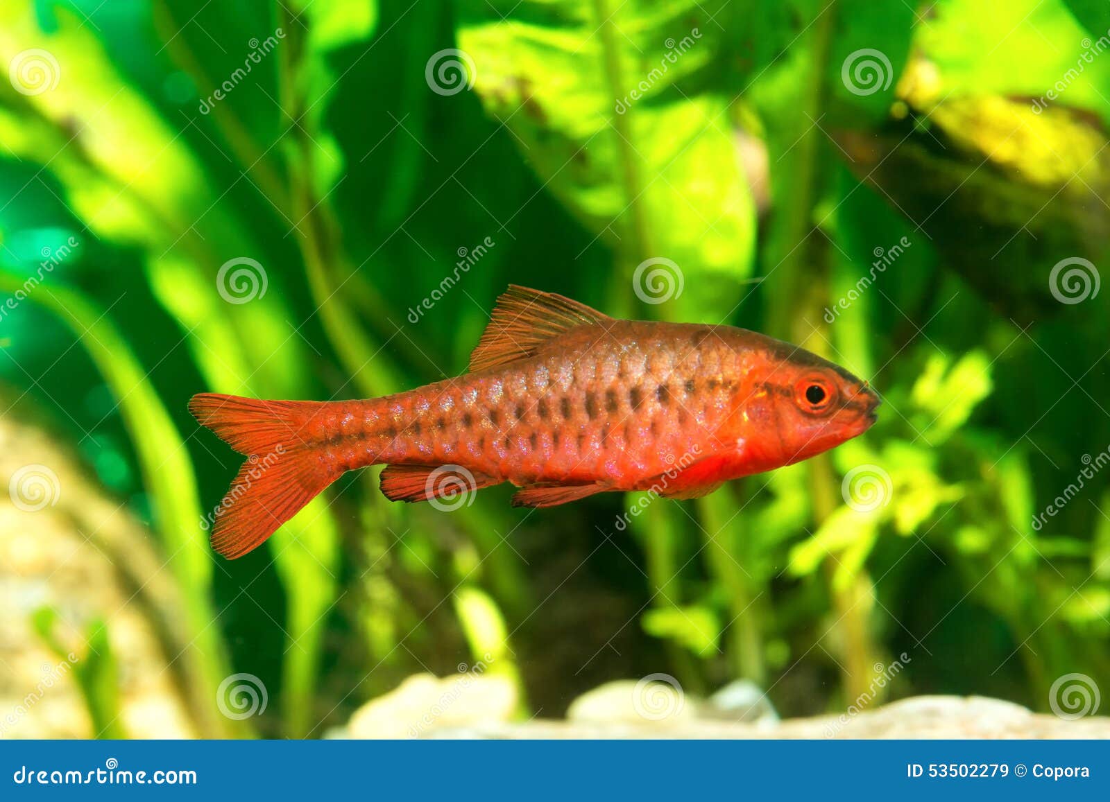 Barb fish stock image. Image of barbus, floating, tail - 53502279