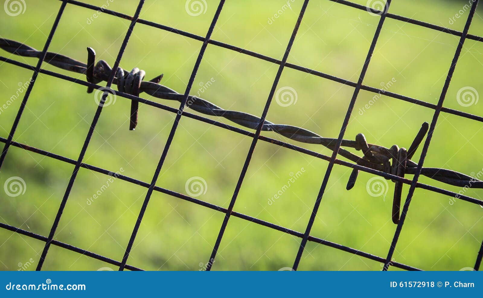 A barb and net stock photo. Image of leaf, construction - 61572918