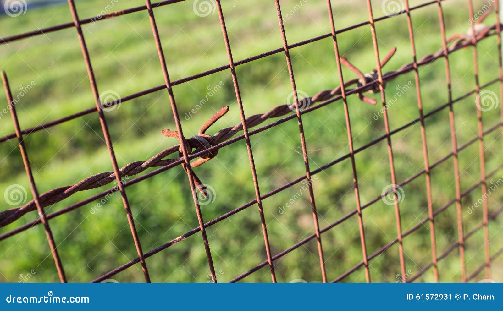 A barb and net stock image. Image of green, light, abstract - 61572931