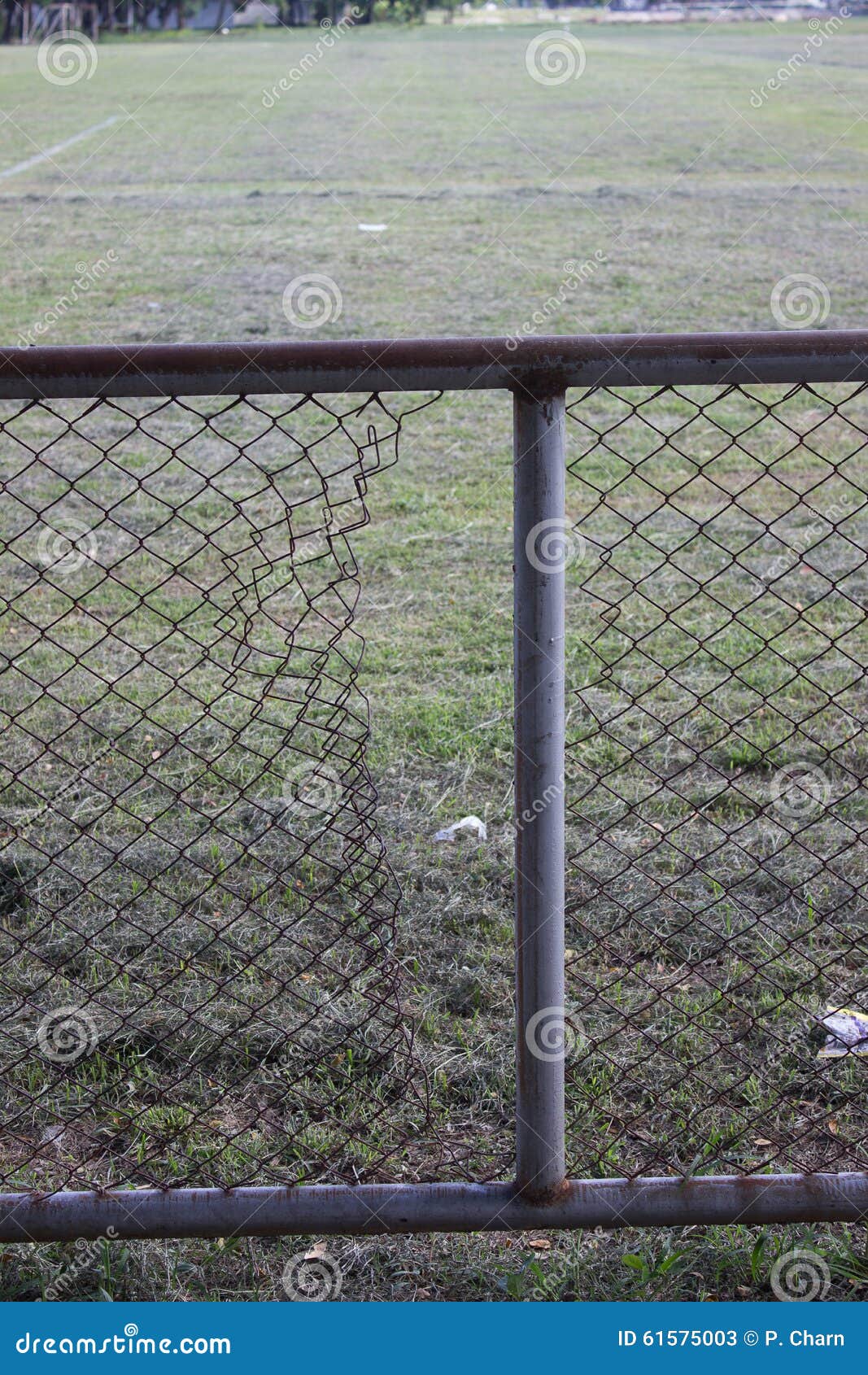 The barb and net stock image. Image of green, natural - 61575003