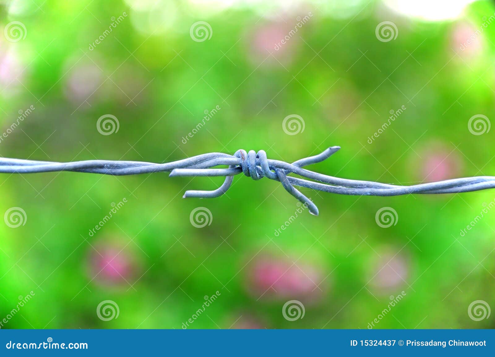 Barb Wire Picture. Image: 15324437