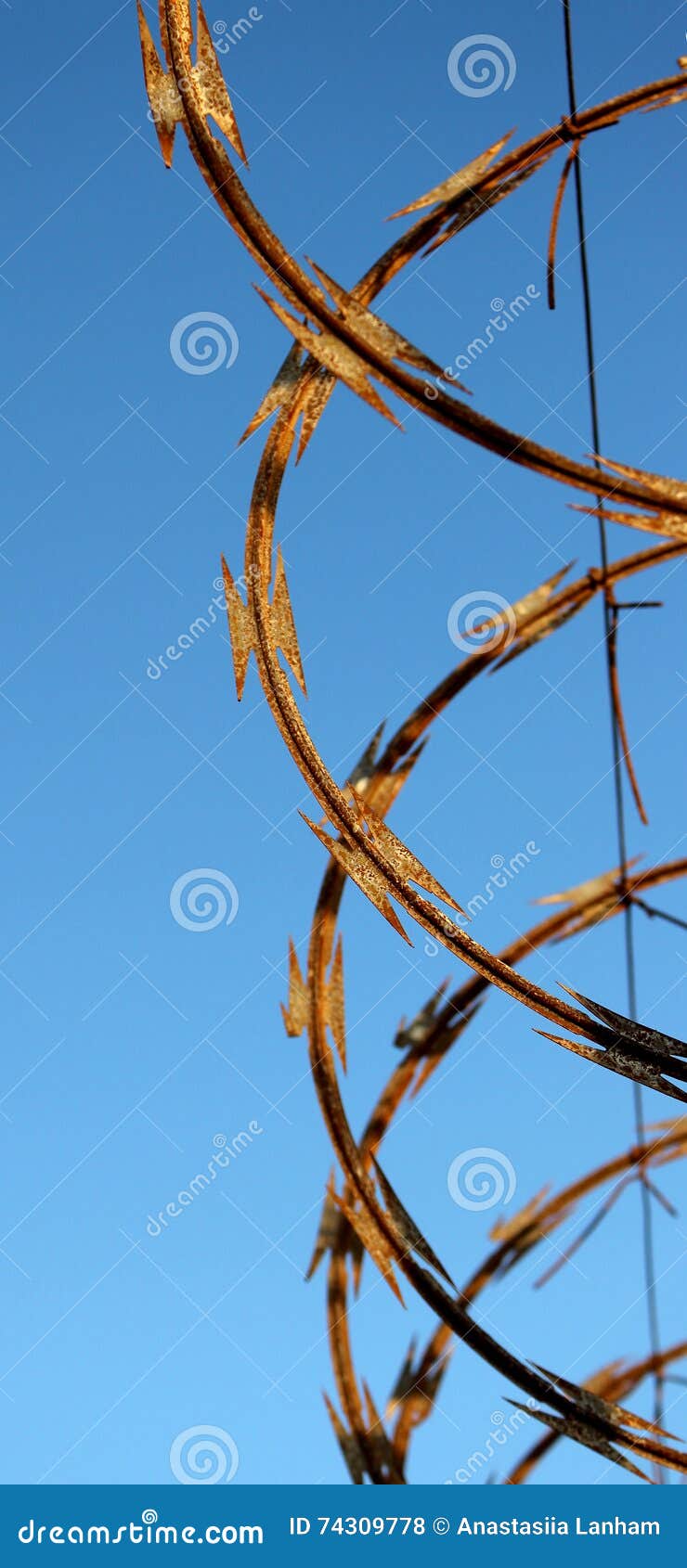 Barb wire stock photo. Image of wire, protected, barb - 74309778