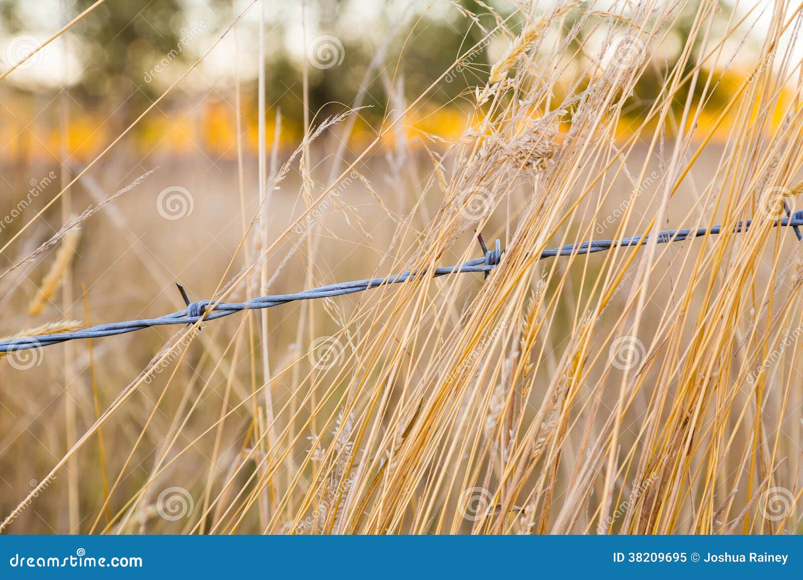 Barb Wire Country Fence stock image. Image of barbwire - 38209695
