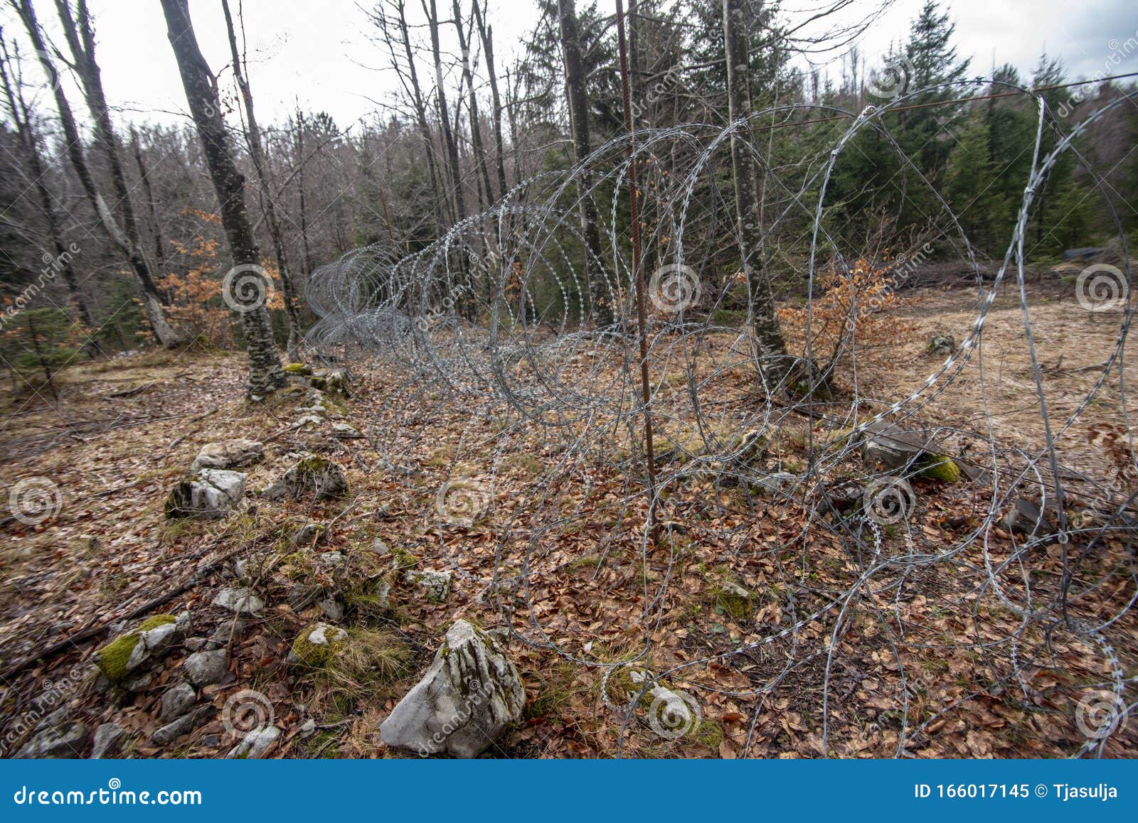 Barb wire in the forest stock image. Image of protection - 166017145