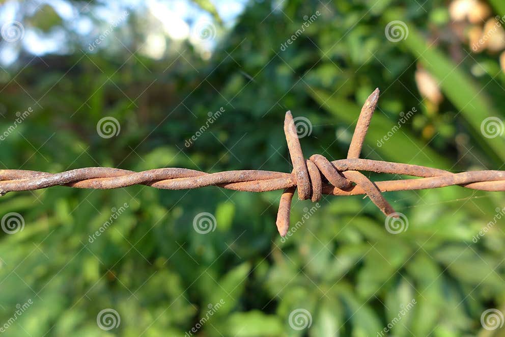 Barb wire. stock photo. Image of rust, wire, sharp, pricker - 46157056