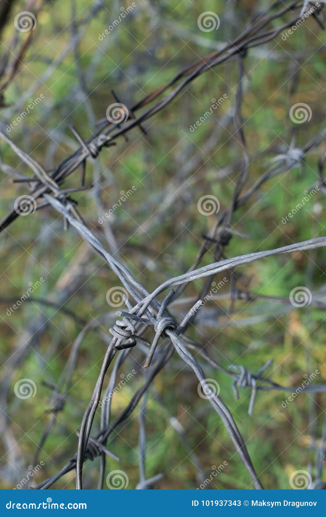 Barb wire stock image. Image of danger, steel, barb - 101937343