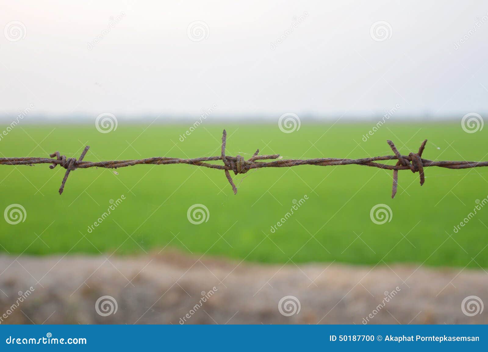 Barb wire stock photo. Image of danger, iron, entry, wire - 50187700