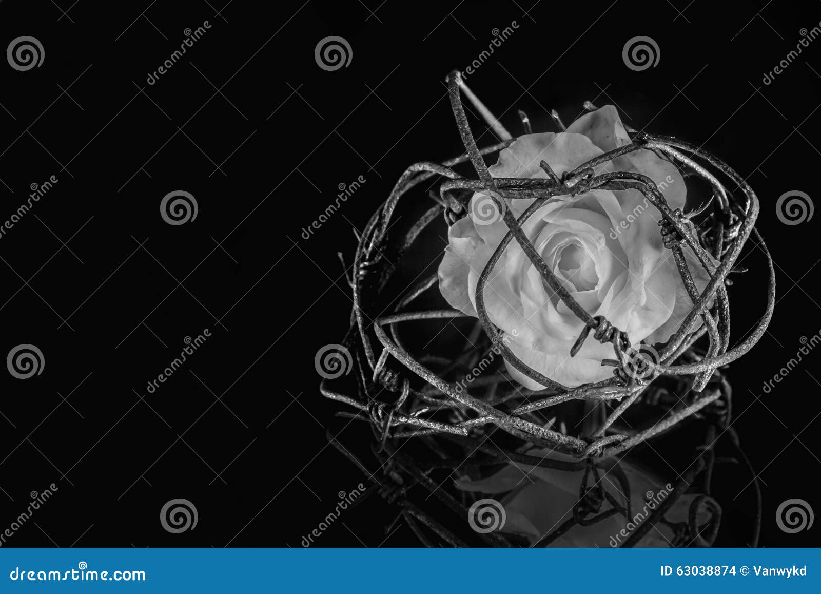Barb wire rose stock photo. Image of white, monochrome - 63038874
