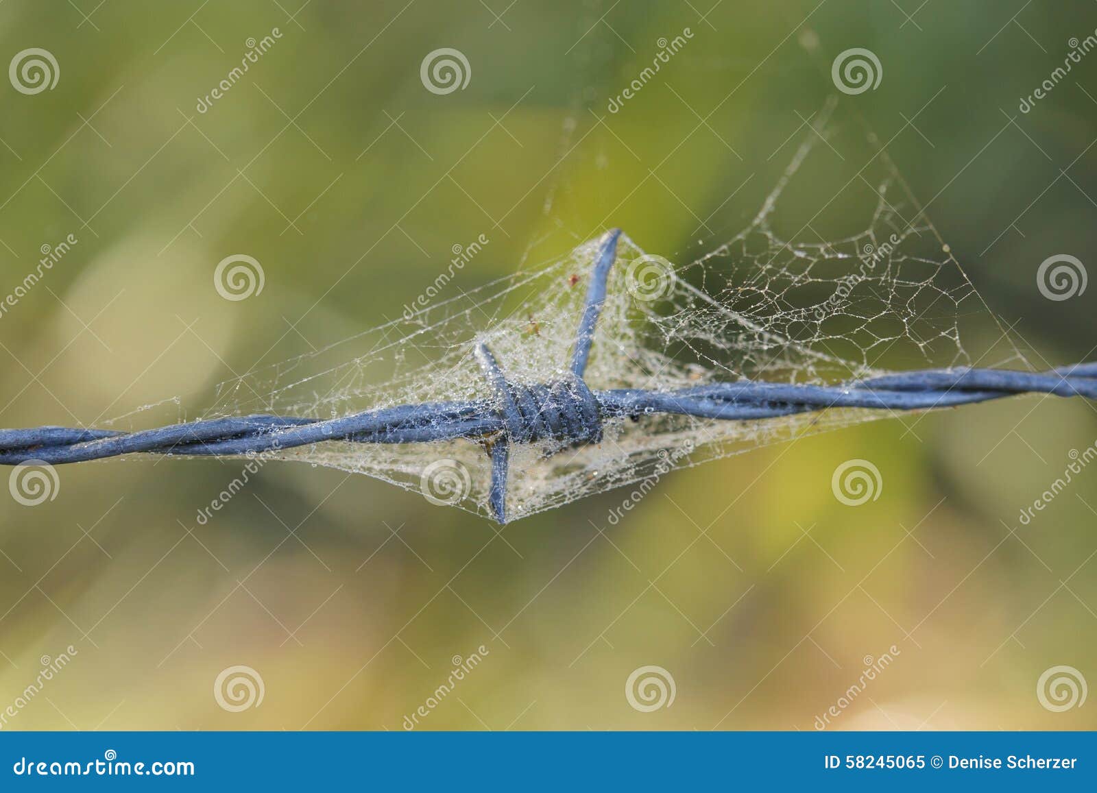 Barb Wire Surrounded by Spider Web Stock Image - Image of fence, real ...