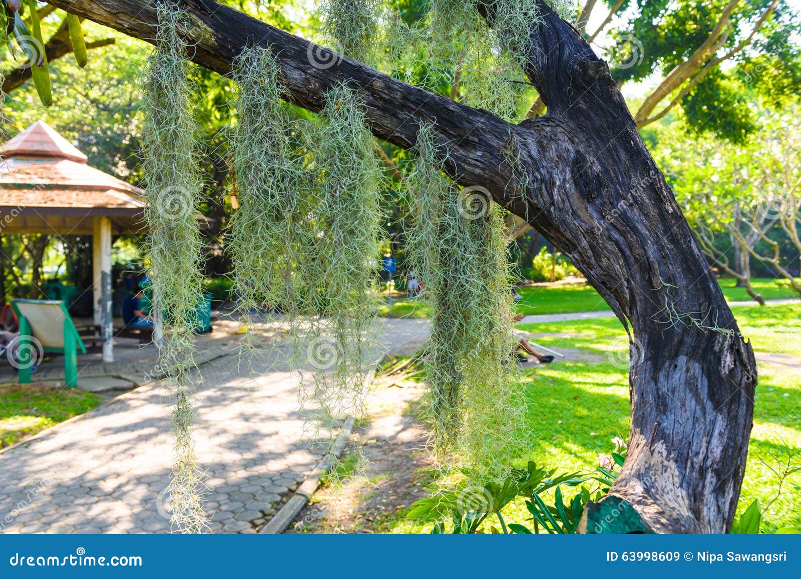 Barba Dei Frati Che Appende Sull'albero Immagine Stock - Immagine di ...