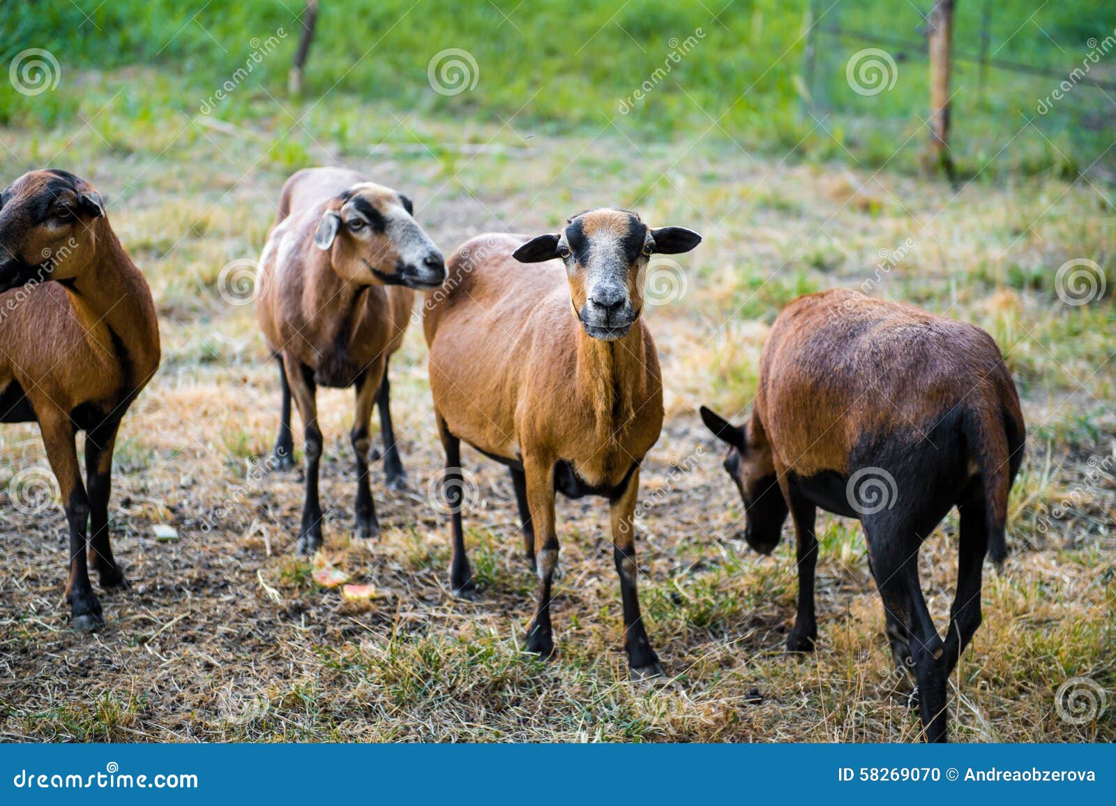 Barbado Blackbelly Sheep stock photo. Image of curious - 58269070