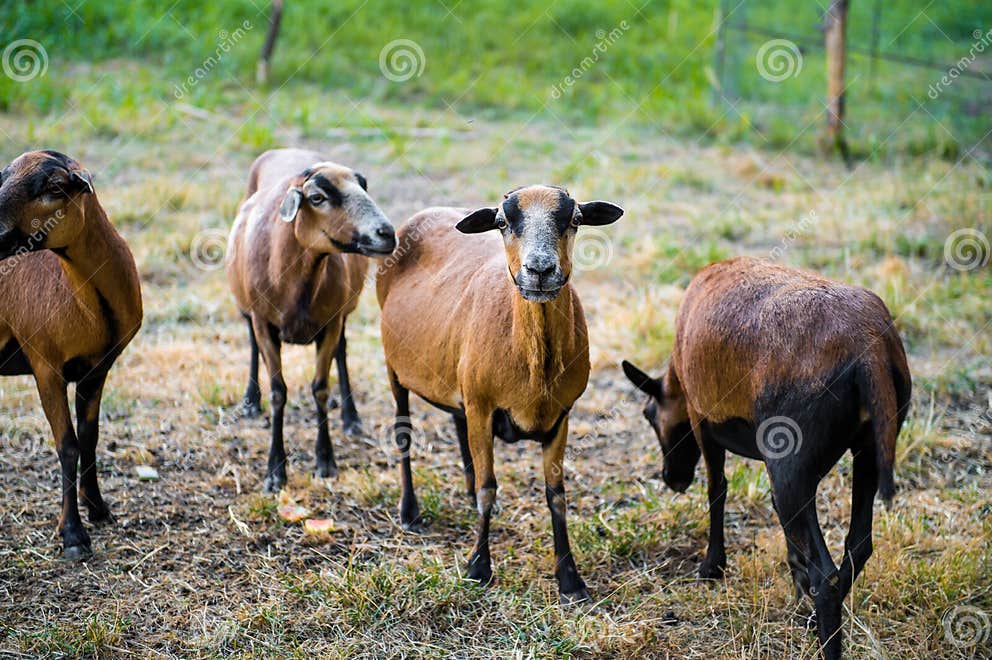 Barbado Blackbelly Sheep stock photo. Image of curious - 58269070
