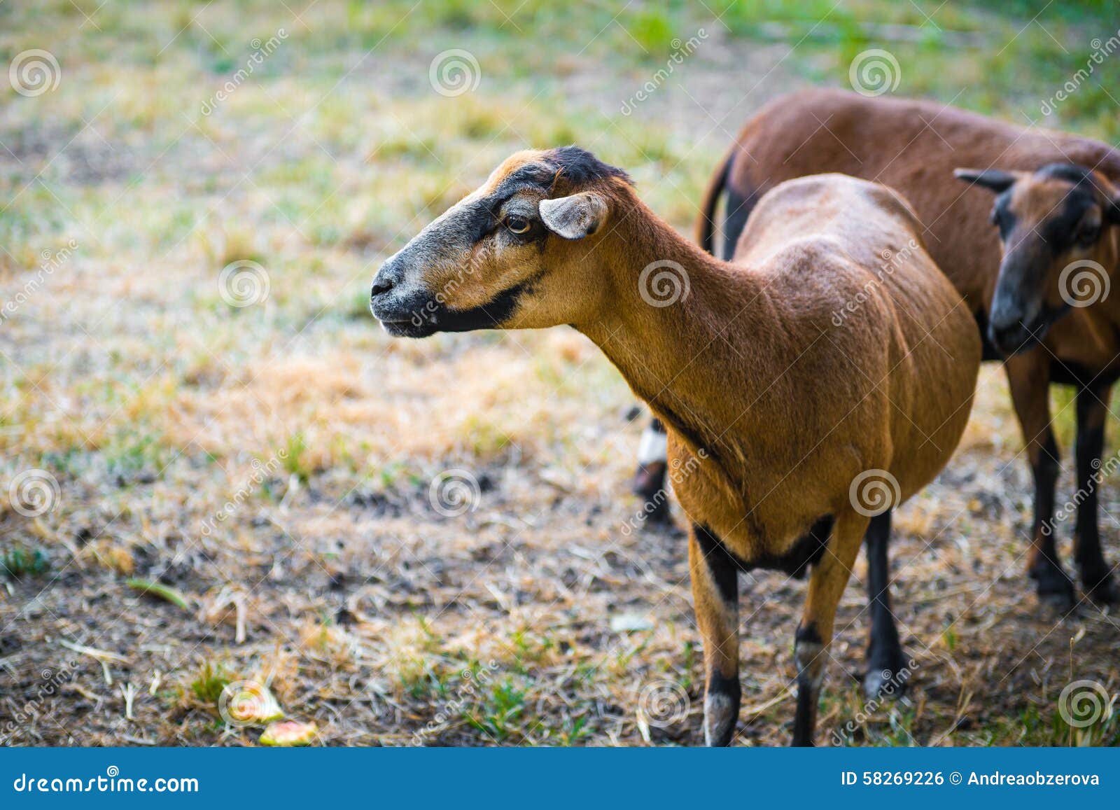 Barbado Blackbelly Sheep stock photo. Image of country - 58269226