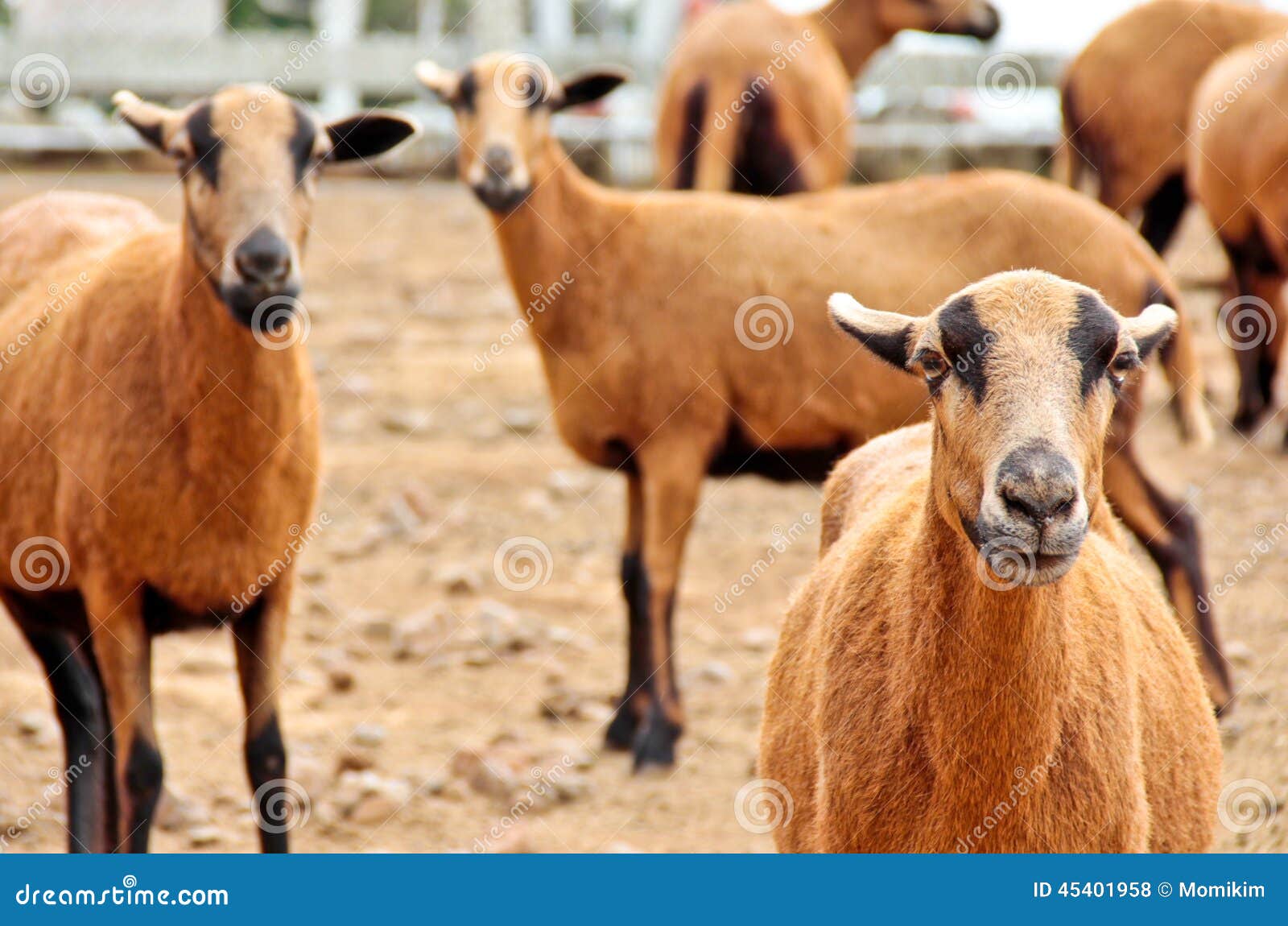 Attention Sheep Crossing Road Royalty-Free Stock Photography ... Attention Sheep Crossing Road Royalty-Free Stock Photography ...