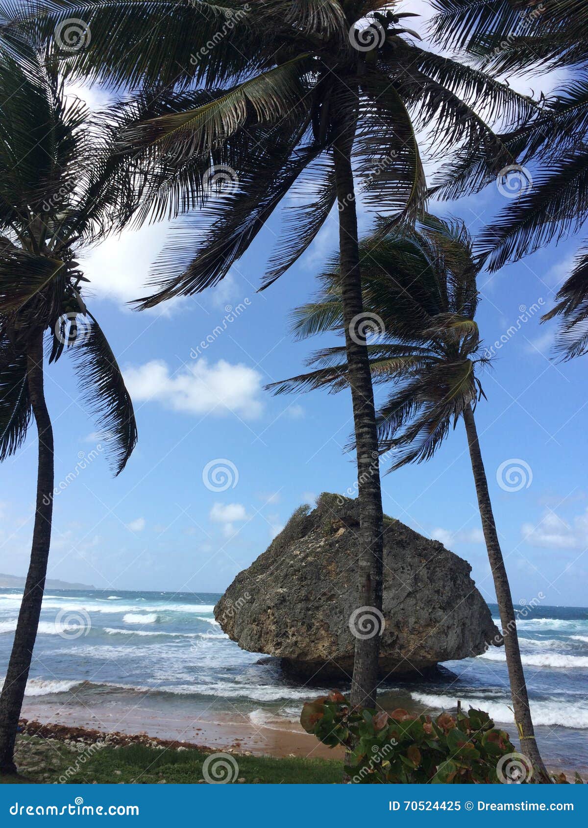 Barbados Beach with Palm Trees and Large Rock Stock Image - Image of ...