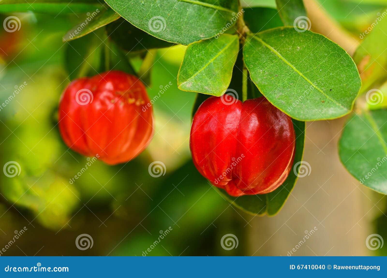 Barbados cherry on tree stock photo. Image of myrtle - 67410040