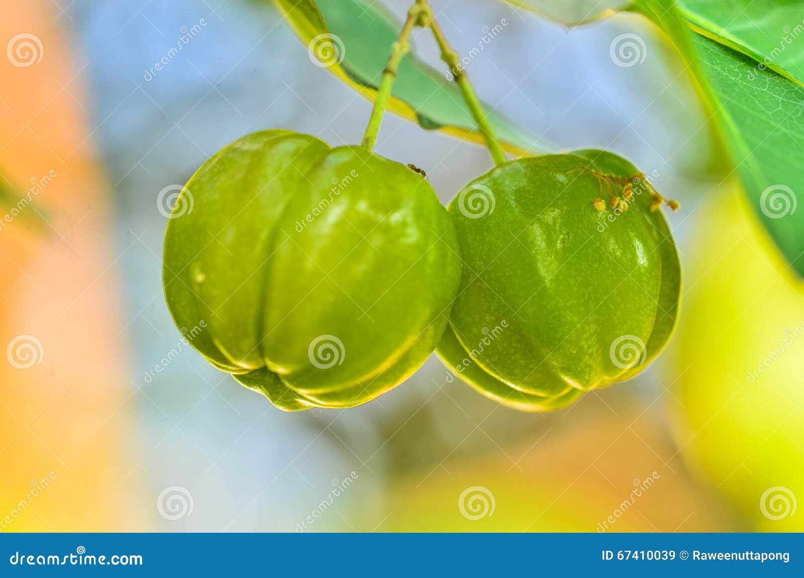 Barbados cherry on tree stock image. Image of green, acerola - 67410039