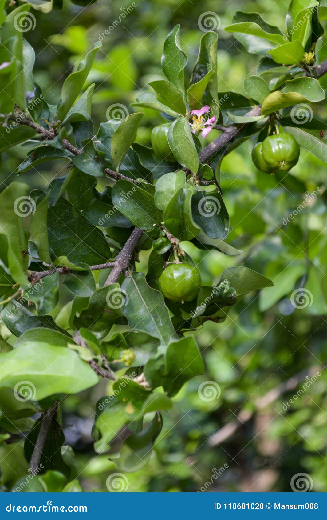 Barbados Cherry Tree in Nature Garden Stock Photo - Image of barbados ...