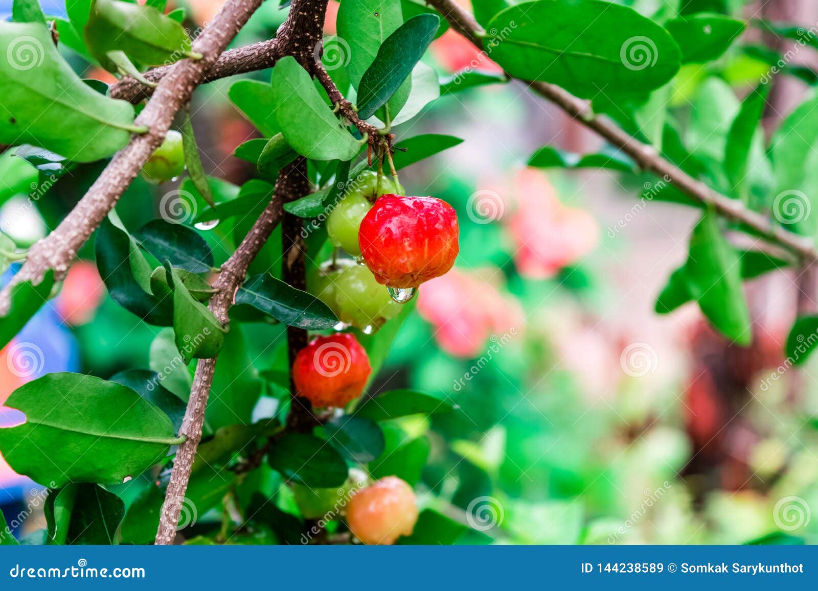 Barbados cherry on tree stock image. Image of natural - 144238589