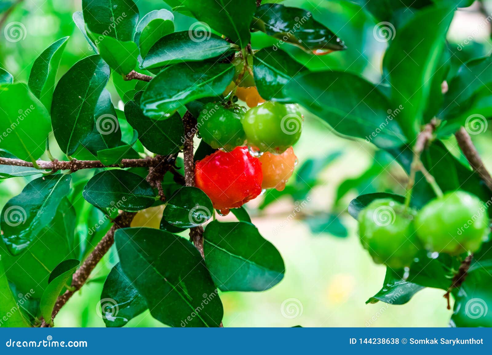 Barbados cherry on tree stock photo. Image of acerola - 144238638