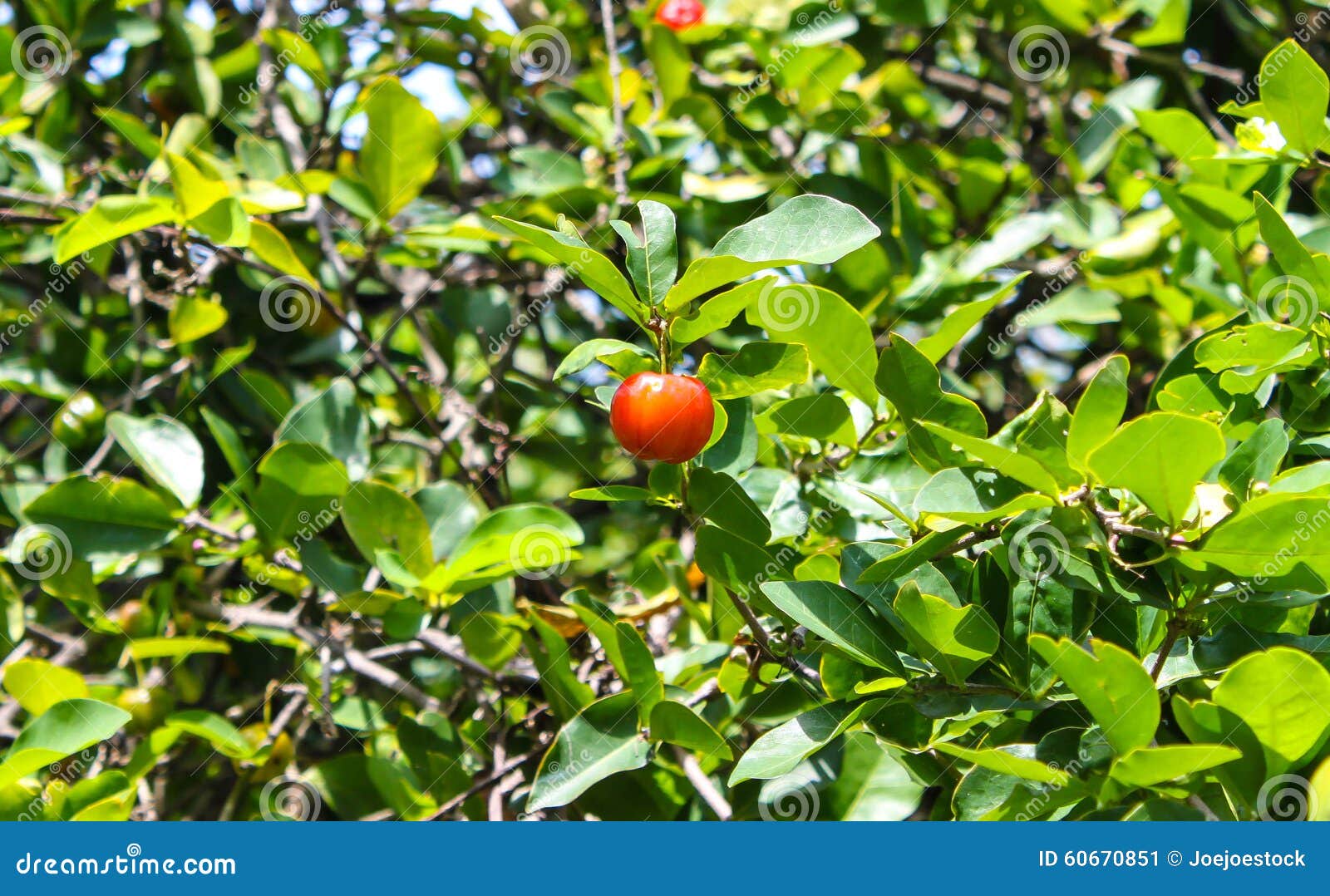 Barbados cherry stock image. Image of crapemyrtle, acerola - 60670851