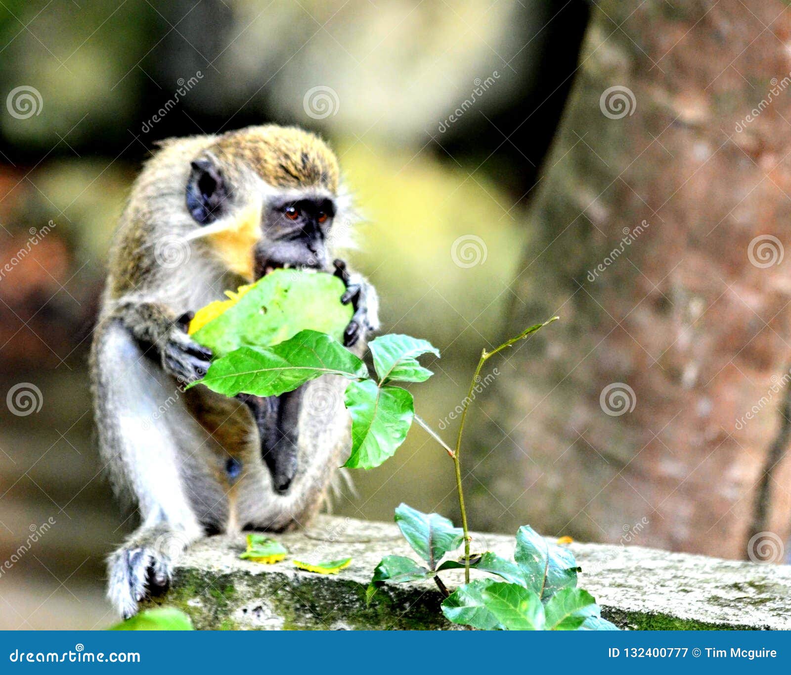 Barbados Green Monkey stock image. Image of mango, flora - 132400777