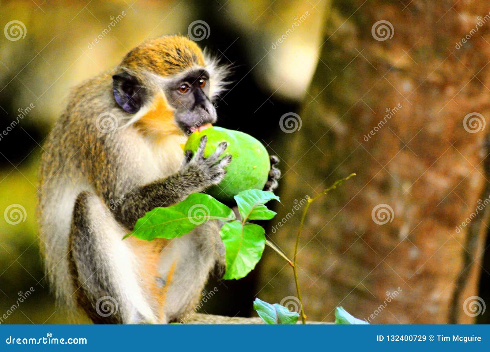 Barbados Green Monkey stock image. Image of natural - 132400729