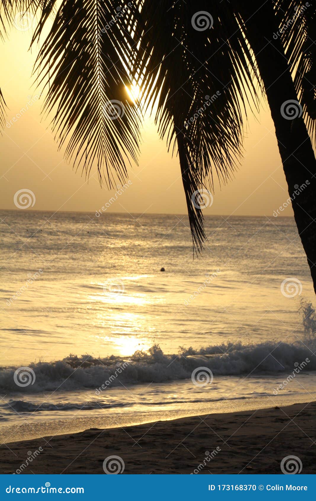 Barbados Sunset stock photo. Image of tree, waves, sunset - 173168370