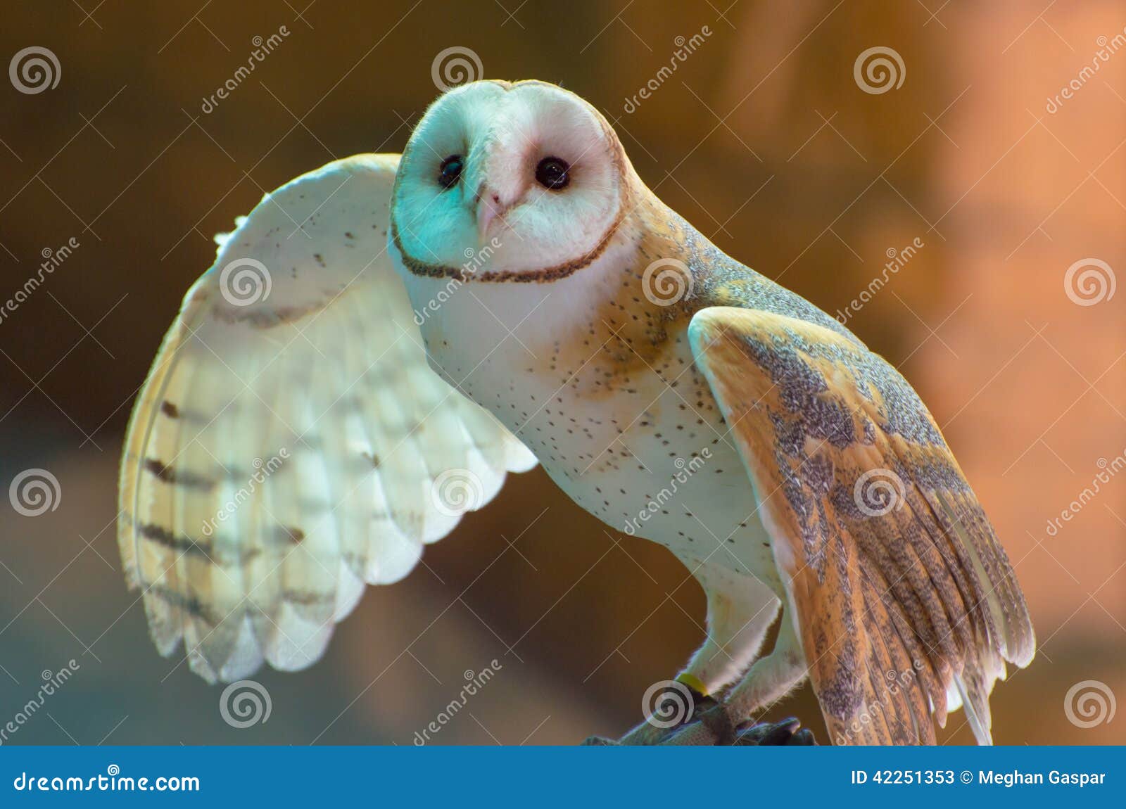 Barbagianni (tyto alba) immagine stock. Immagine di granaio - 42251353