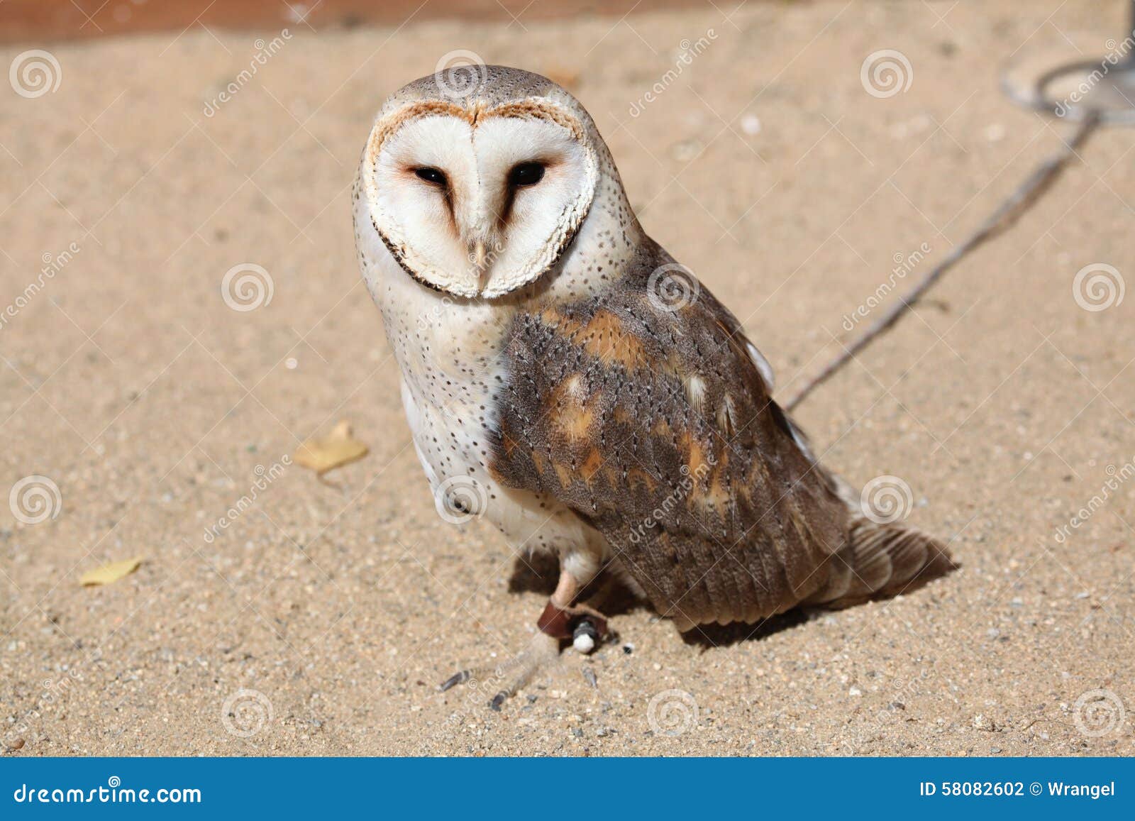 Barbagianni (tyto alba) fotografia stock. Immagine di europeo - 58082602