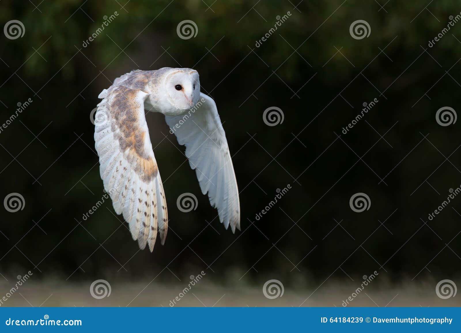 Barbagianni (tyto alba) immagine stock. Immagine di bianco - 64184239