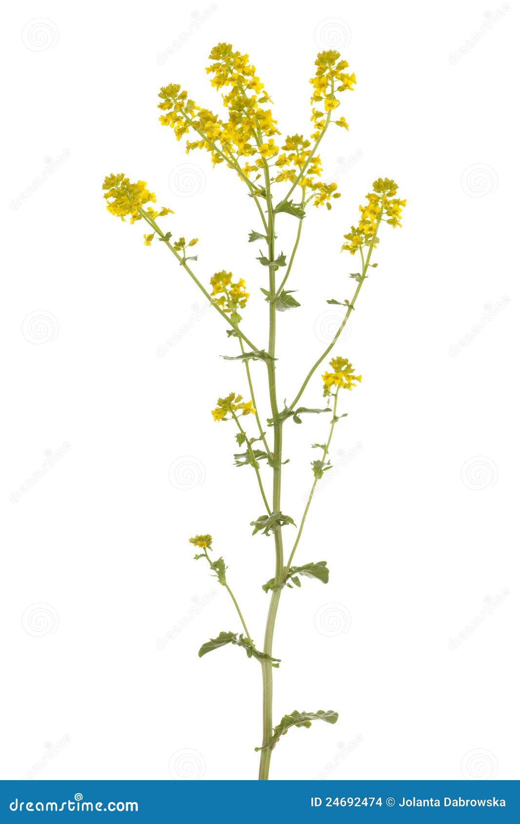 Barbarea vulgaris stock photo. Image of stem, nature - 24692474