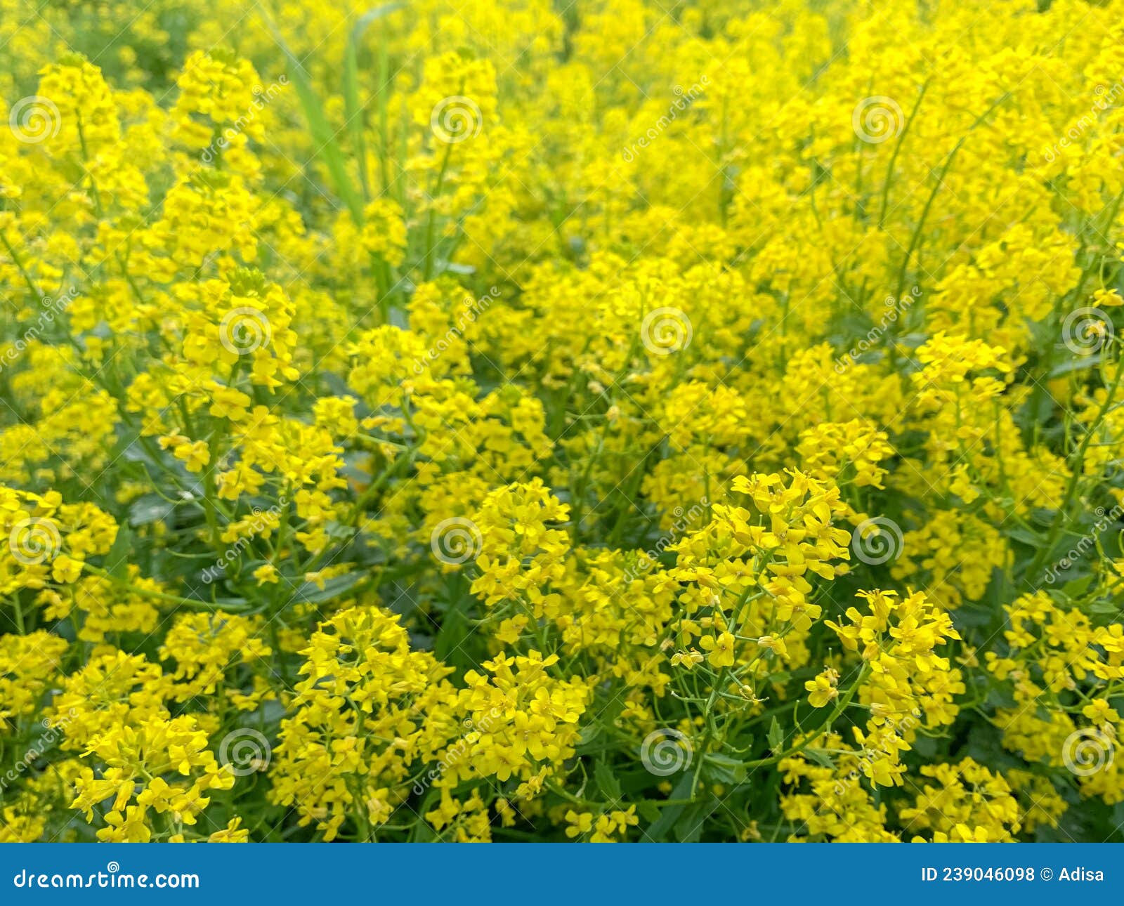 Barbarea Vulgaris or Yellow Rocket Stock Photo - Image of background ...