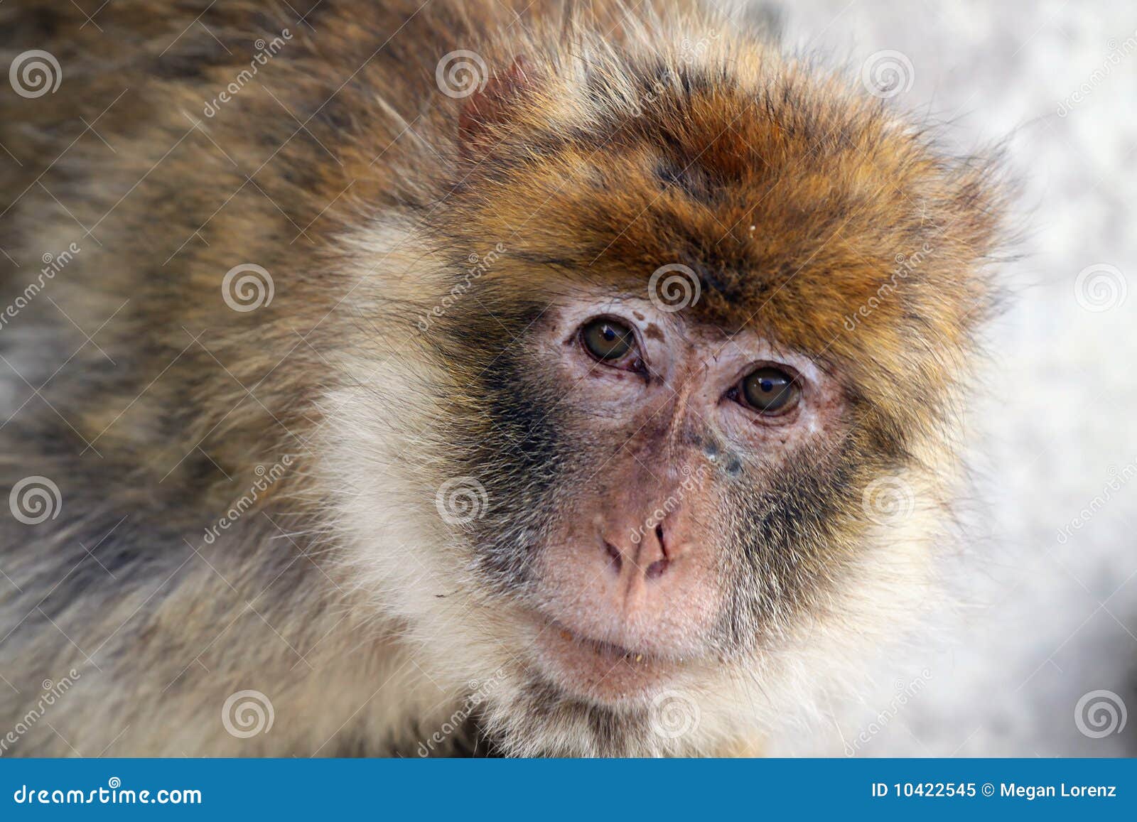 Barbary Ape stock image. Image of watching, barbary, primate - 10422545