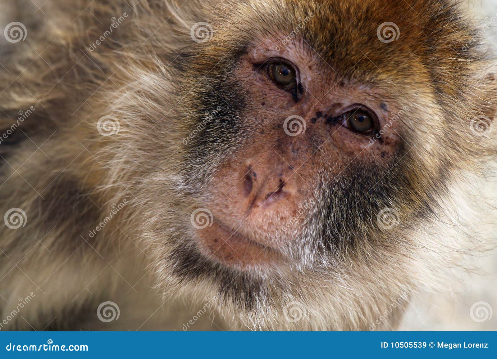 Barbary Ape stock image. Image of alert, animals, primate - 10505539